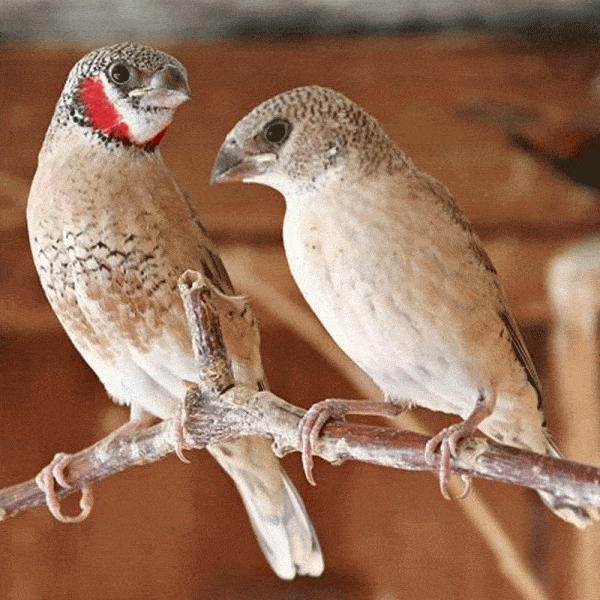 Buy White Java Finch for Sale Online in Pakistan - Taj Birds