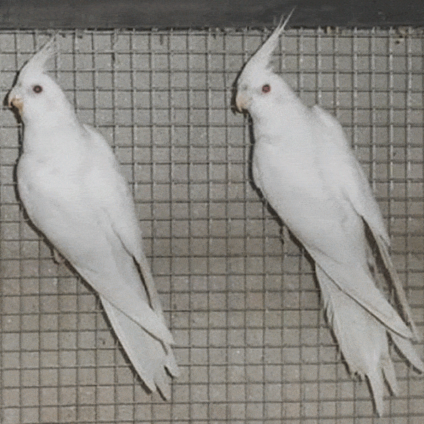 Buy Lutino Cream Cockatiel Parrot in Pakistan - Taj Birds