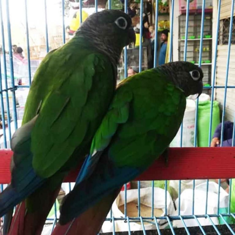 Buy Parrots online in Pakistan, Parrots for Sale and Purchase - Taj Birds