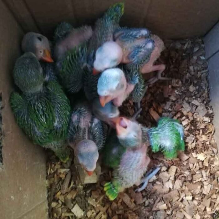 Buy Parrots online in Pakistan, Parrots for Sale and Purchase - Taj Birds