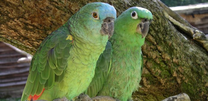Discover the Top 5 Best Talking Parrot Breeds - Taj Birds