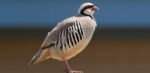 The Partridge Bird: A Complete Guide to This Fascinating Species - Taj ...