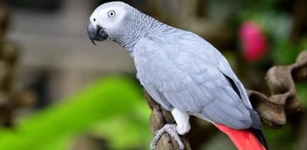 Parrots Prices in Pakistan 2025 - Parrot for Sale - Taj Birds