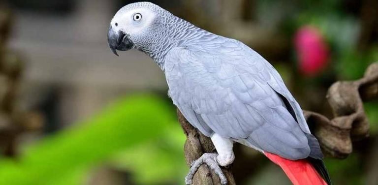 Parrots Prices in Pakistan 2026 - Parrot for Sale - Taj Birds