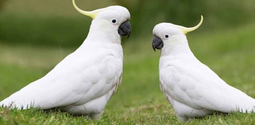 Parrots Prices in Pakistan 2026 - Parrot for Sale - Taj Birds