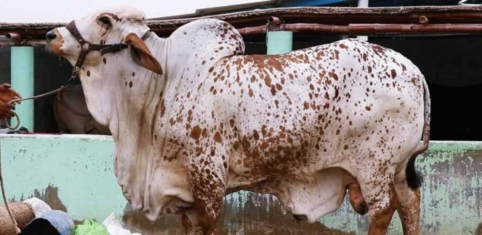 Top 5 Bakra Mandi of Pakistan - Bakra Eid 2026 - Taj Birds