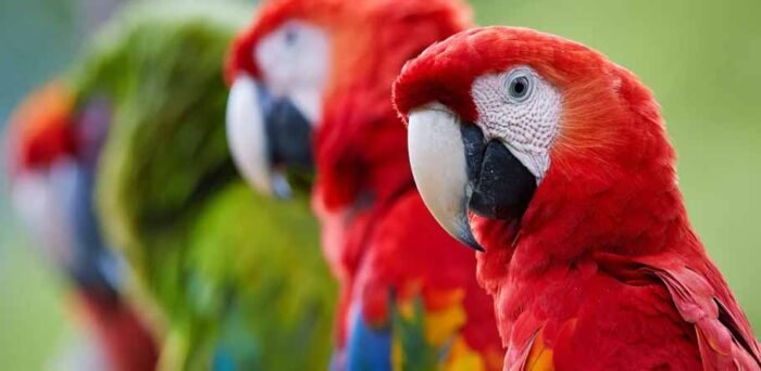 Parrots Prices in Pakistan 2026 - Parrot for Sale - Taj Birds