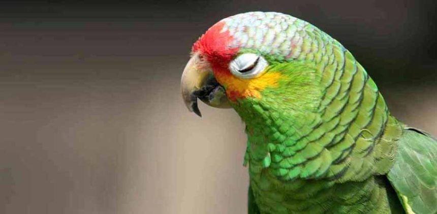 Why Is My Parrot Closing His Eyes? Understanding the Behavior and ...