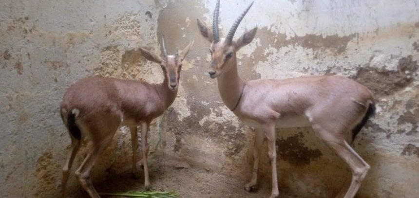 Deer Prices in Pakistan 2026 - Cost, License, Breeds & Farming Guide ...