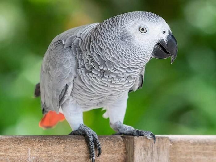 20 Types of Parrots to Keep as Pets with Pictures (2026) - Taj Birds