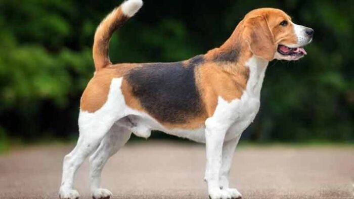 Top 20 Dog Prices in Pakistan (With Pictures) 2026 | Buy Dog 2026 - Taj ...