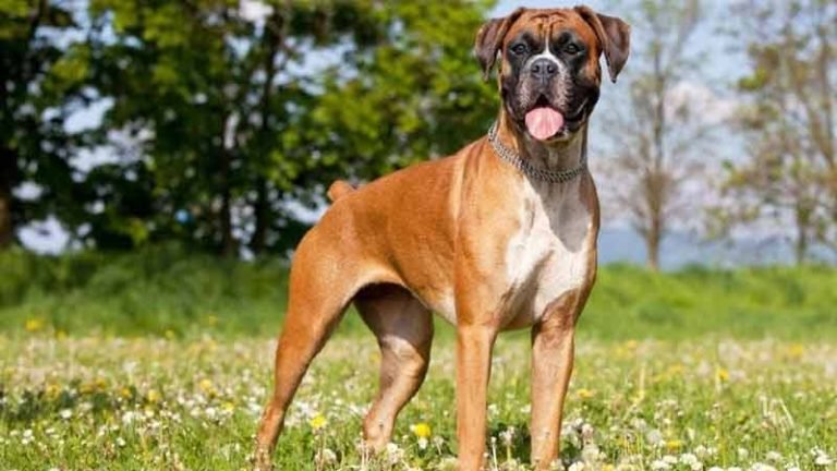 Top 20 Dog Prices in Pakistan (With Pictures) 2026 | Buy Dog 2026 - Taj ...