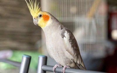 20 Cheapest Pet Birds - Pocket Friendly Options (With Pictures) 2026 ...
