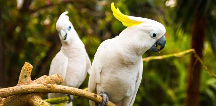 Cockatoo Parrot Price in Pakistan 2025 - Taj Birds