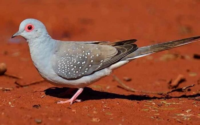 20 Cheapest Pet Birds - Pocket Friendly Options (With Pictures) 2025 ...