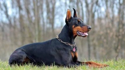 Top 20 Dog Prices in Pakistan (With Pictures) 2025 | Buy Dog 2024 - Taj ...