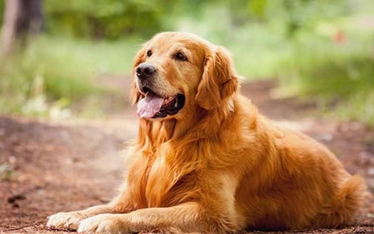 Top 10 Best Dog Breeds in Pakistan (With Pictures) 2026 - Taj Birds