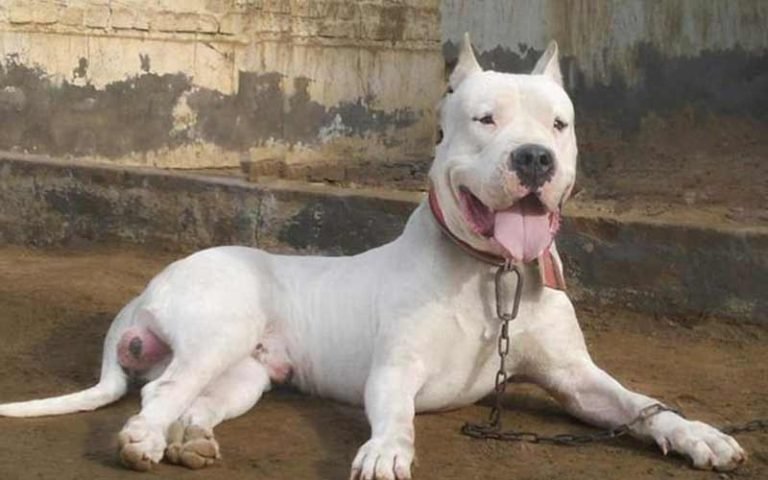 Top 10 Best Dog Breeds in Pakistan (With Pictures) 2026 - Taj Birds