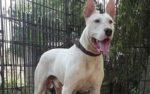 Top 10 Best Dog Breeds in Pakistan (With Pictures) 2026 - Taj Birds