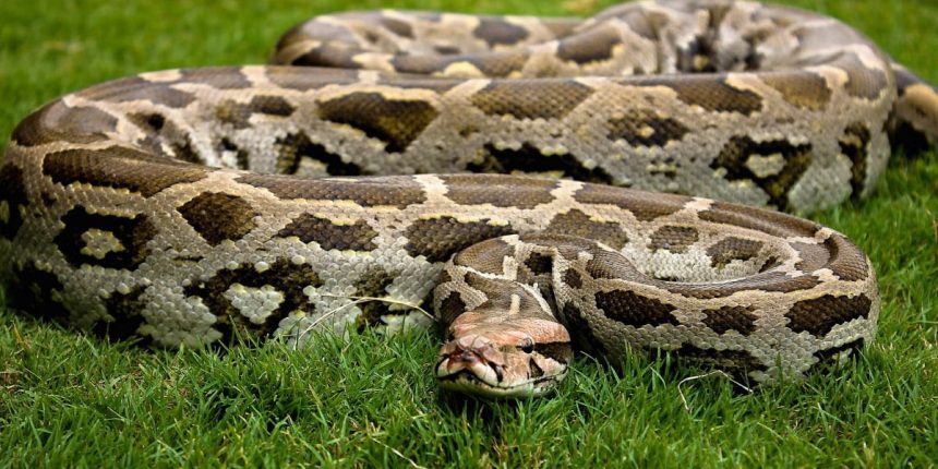 6 Common Types of Snakes Found in Pakistan! (2023) - Taj Birds