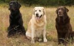 Top 10 Best Dog Breeds in Pakistan (With Pictures) 2026 - Taj Birds