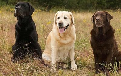 Top 10 Best Dog Breeds in Pakistan (With Pictures) 2026 - Taj Birds
