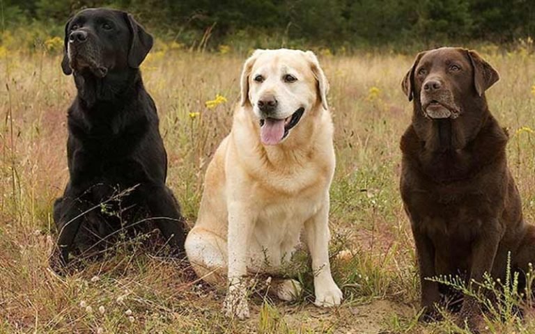 Top 10 Best Dog Breeds in Pakistan (With Pictures) 2026 - Taj Birds