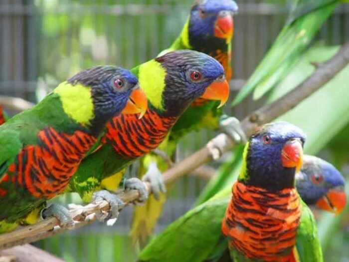 20 Types of Parrots to Keep as Pets with Pictures (2026) - Taj Birds
