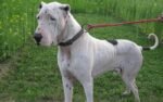 Top 10 Best Dog Breeds in Pakistan (With Pictures) 2026 - Taj Birds