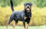 Top 10 Best Dog Breeds in Pakistan (With Pictures) 2026 - Taj Birds