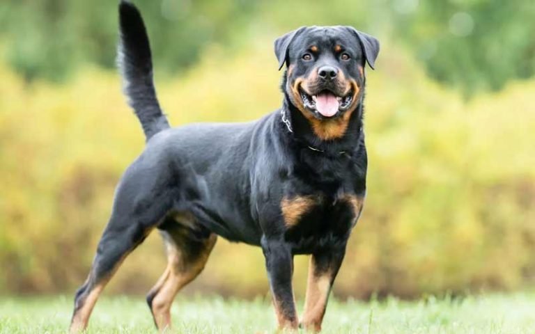 Top 10 Best Dog Breeds in Pakistan (With Pictures) 2026 - Taj Birds