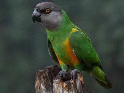 20 Types of Parrots to Keep as Pets with Pictures (2024) - Taj Birds