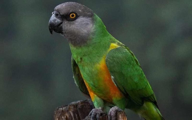 20 Cheapest Pet Birds - Pocket Friendly Options (With Pictures) 2026 ...