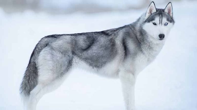 Top 20 Dog Prices in Pakistan (With Pictures) 2026 | Buy Dog 2026 - Taj ...