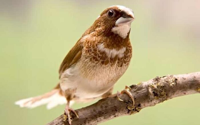 20 Cheapest Pet Birds - Pocket Friendly Options (With Pictures) 2026 ...