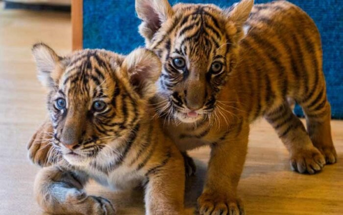 Tiger Cub Prices in Pakistan | Buy Tiger Cub Online 2026- Taj Birds