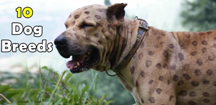 Top 10 Best Dog Breeds in Pakistan (With Pictures) 2026 - Taj Birds