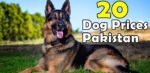 Top 10 Best Dog Breeds in Pakistan (With Pictures) 2026 - Taj Birds