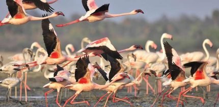 About Flamingos: Diet, Distribution, Habitat, and Interesting Facts ...
