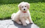 Top 10 Best Dog Breeds in Pakistan (With Pictures) 2026 - Taj Birds