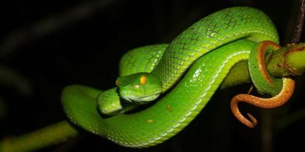 6 Common Types of Snakes Found in Pakistan! (2025) - Taj Birds
