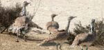 Taloor Bird Price in Pakistan 2026 | Taloor Bird for Sale - Taj Birds