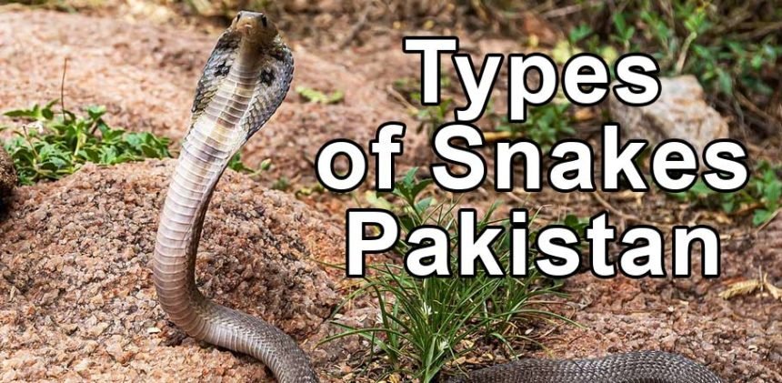 6 Common Types of Snakes Found in Pakistan! (2025) - Taj Birds