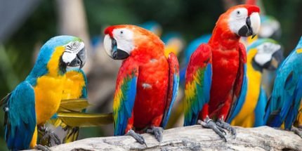 Macaw Parrot Price Guide 2025: How Much Does a Macaw Cost? - Taj Birds