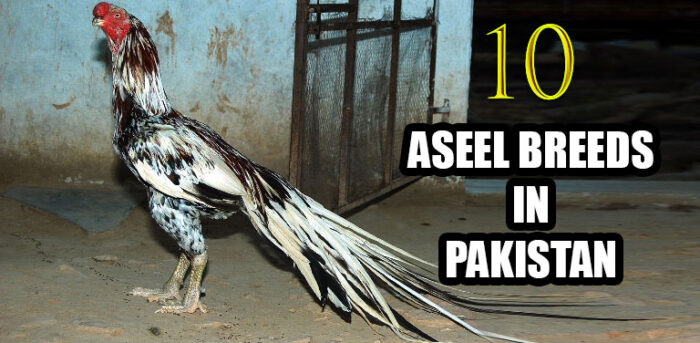 Top 10 Aseel Breeds in Pakistan: Prices, Images & Unique Features - Taj Birds