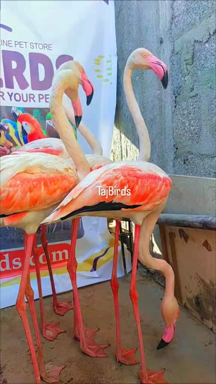 Taloor Bird Price in Pakistan 2026 | Taloor Bird for Sale - Taj Birds