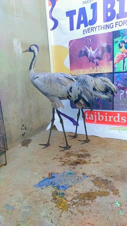 Birds Price List in Pakistan - Low Price Birds for Sale 2025 - Taj Birds